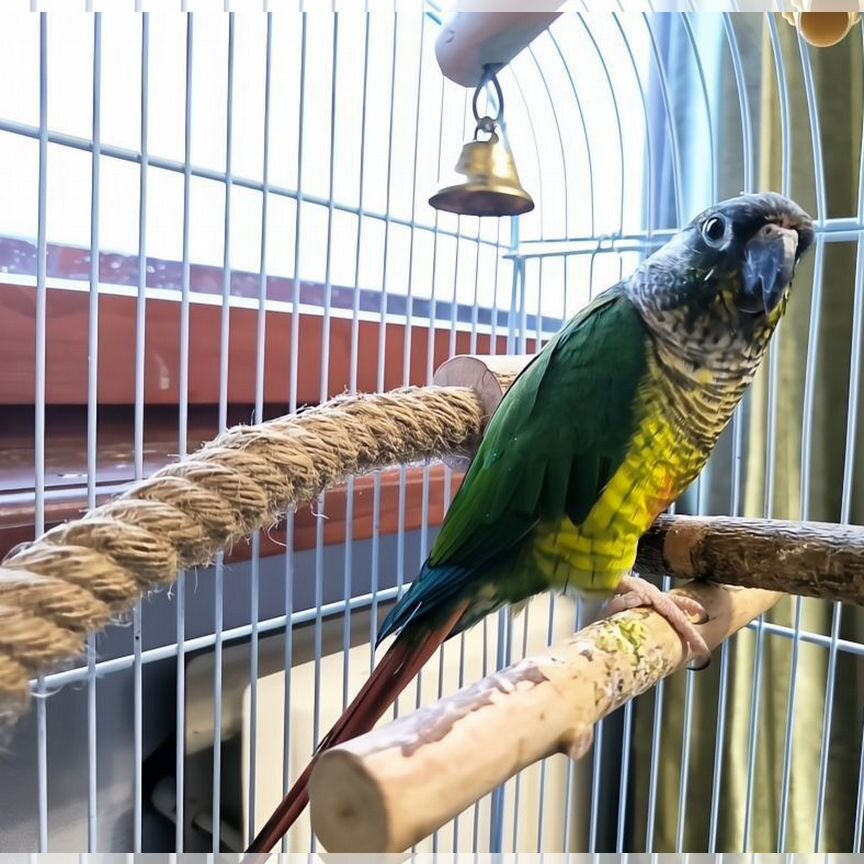 Попугай Пиррура