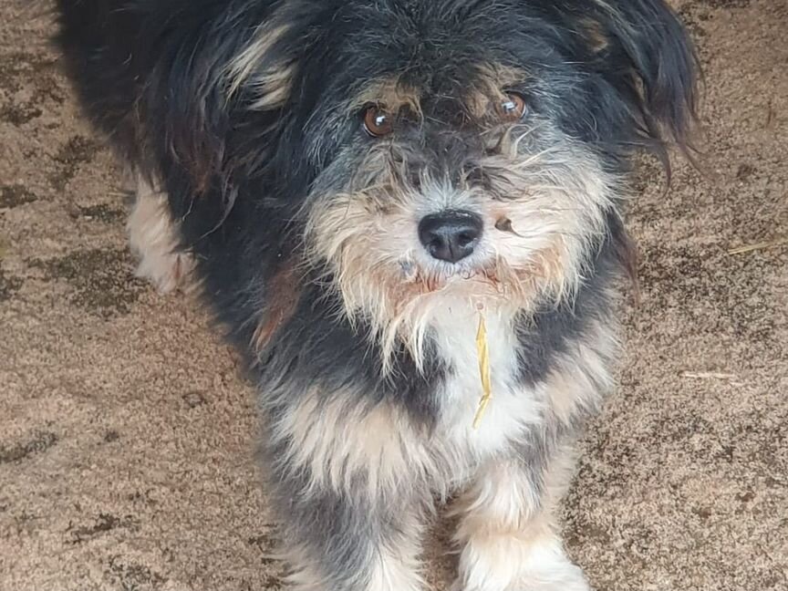 Собака в добрые руки маленькая порода