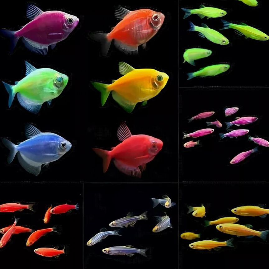 Аквариумные рыбки гло