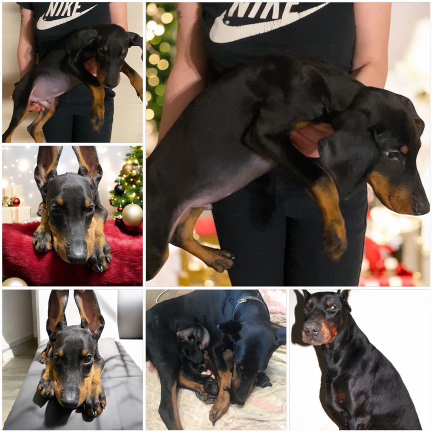 Доберман мальчик