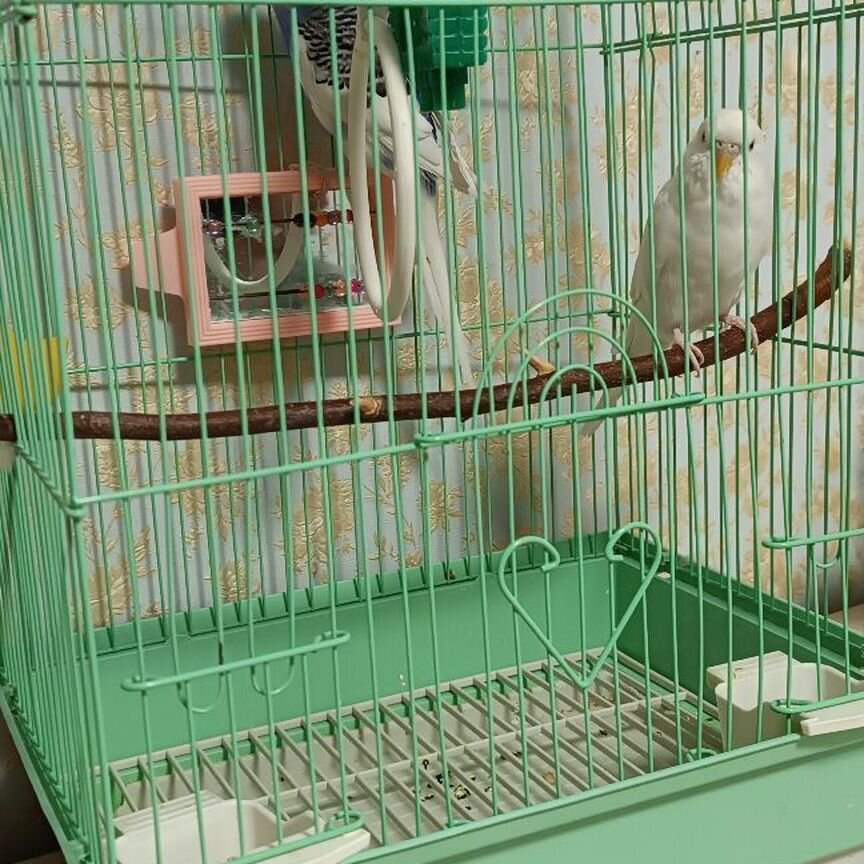 Отдаём 2 попугая (самка и самец) с клеткой