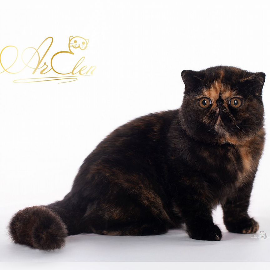 Экзотический короткошёрстный котёнок