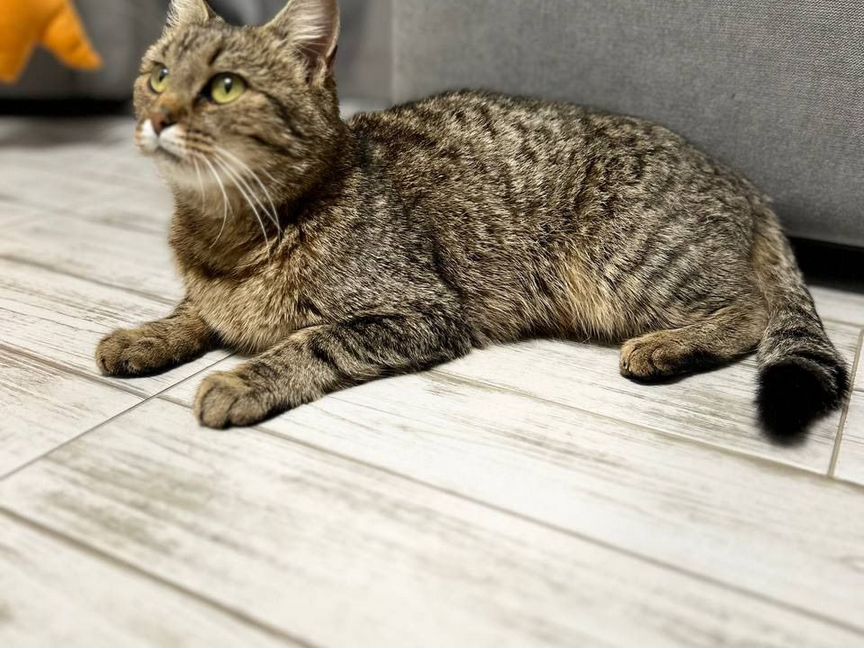 Кошка