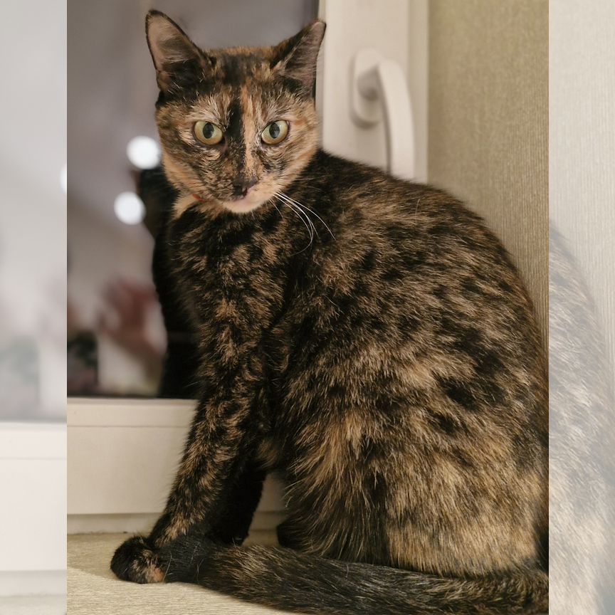 Взрослая кошка в добрые руки