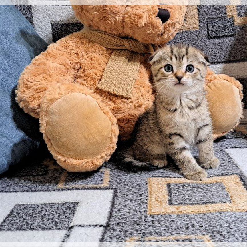 Шотландский вислоухий короткошёрстный котёнок