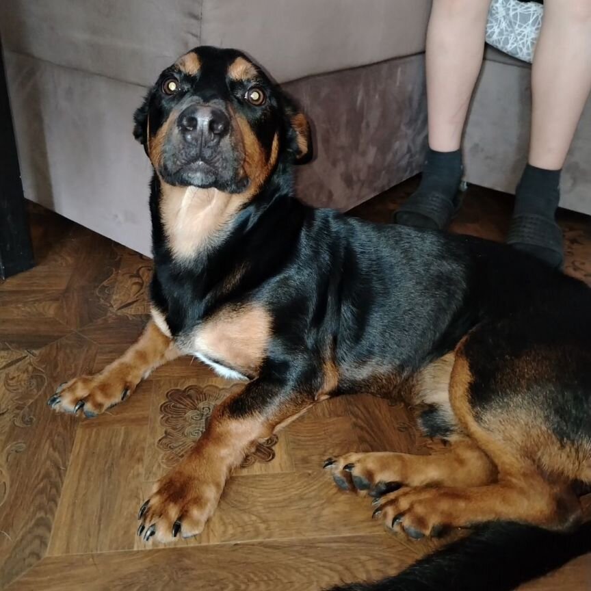 Взрослый пёс в добрые руки