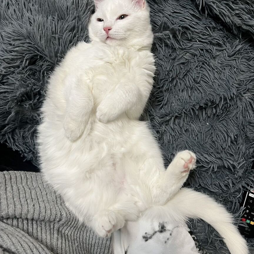 Белый котенок бесплатно