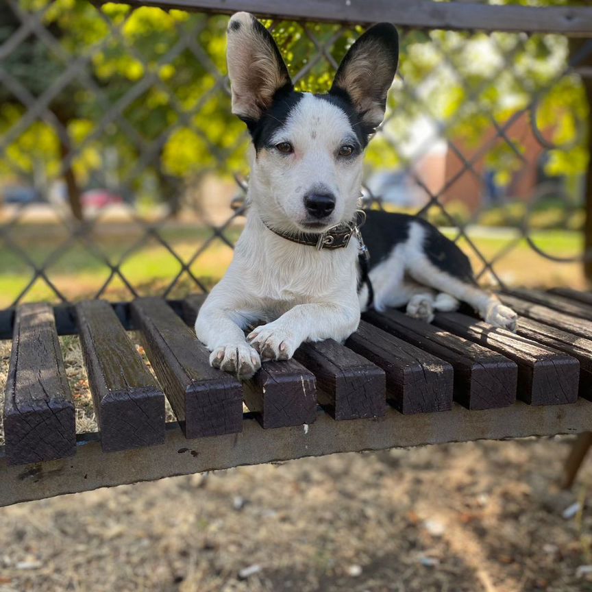 Люся метис корги из приюта 8 мес
