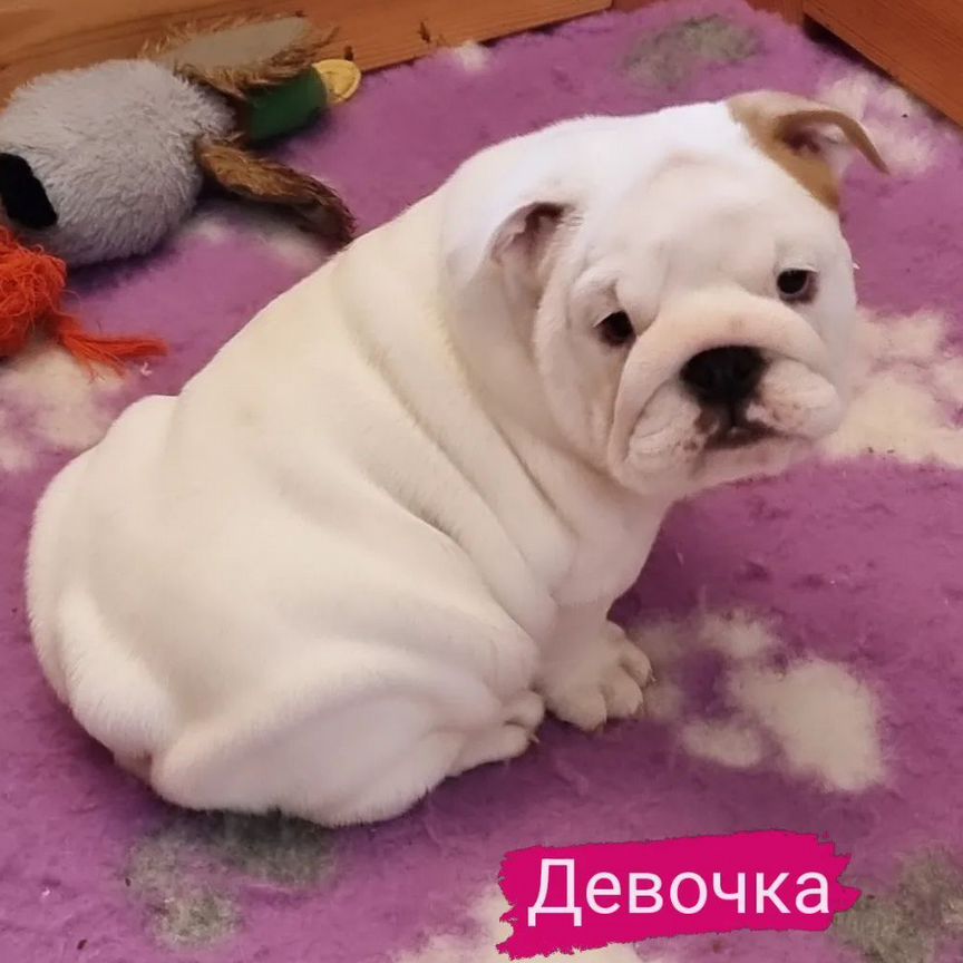 Щенки английского бульдога
