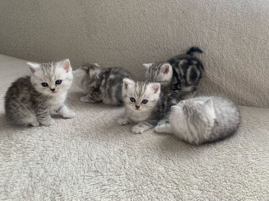 Шотландские котята