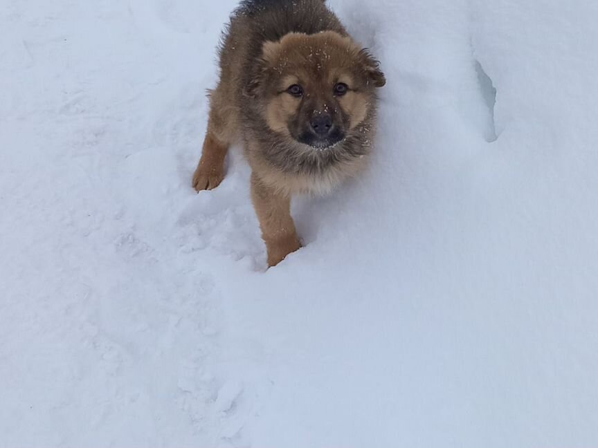 Полуовчарка