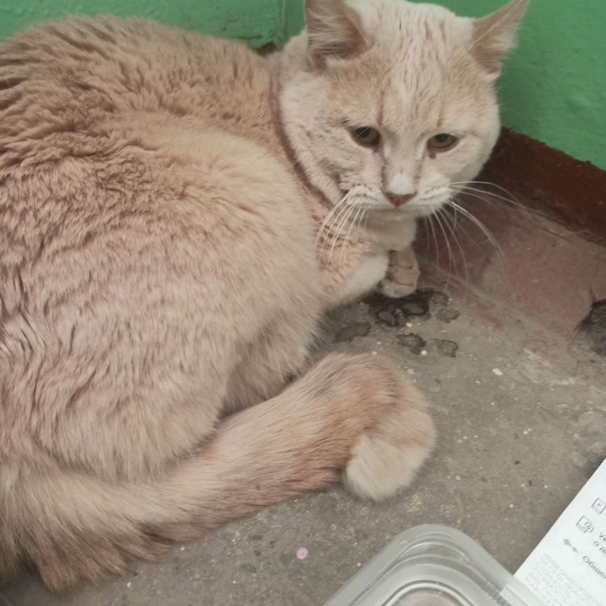 Кот в добрые руки