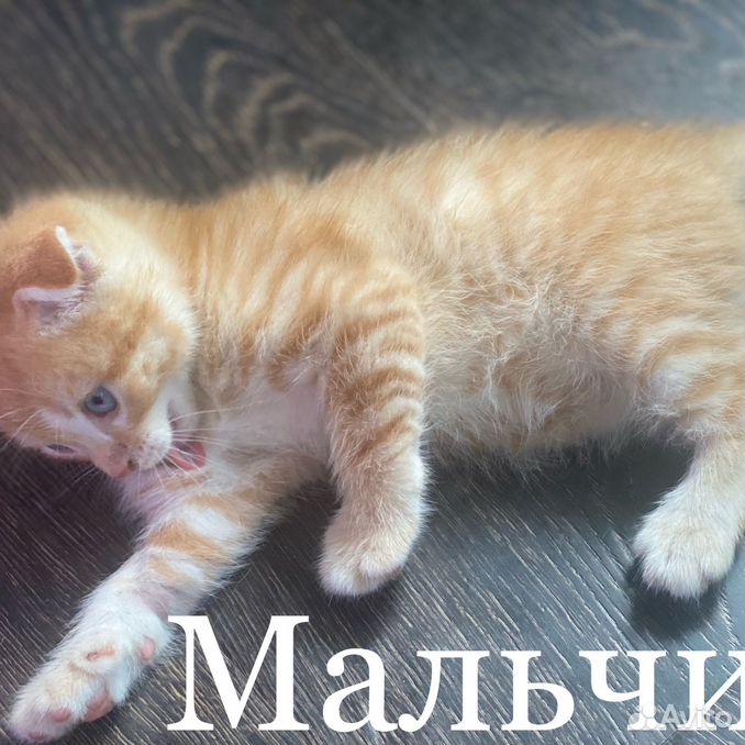 Шотладские вислоухие котята