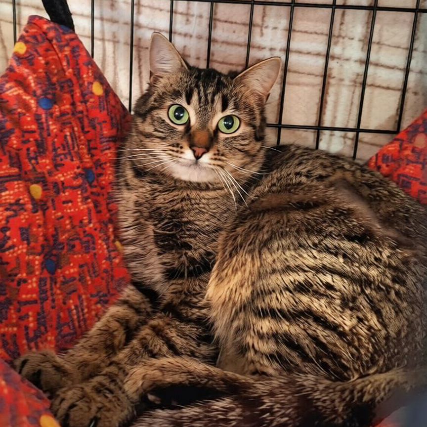 Взрослая, кошка в добрые руки