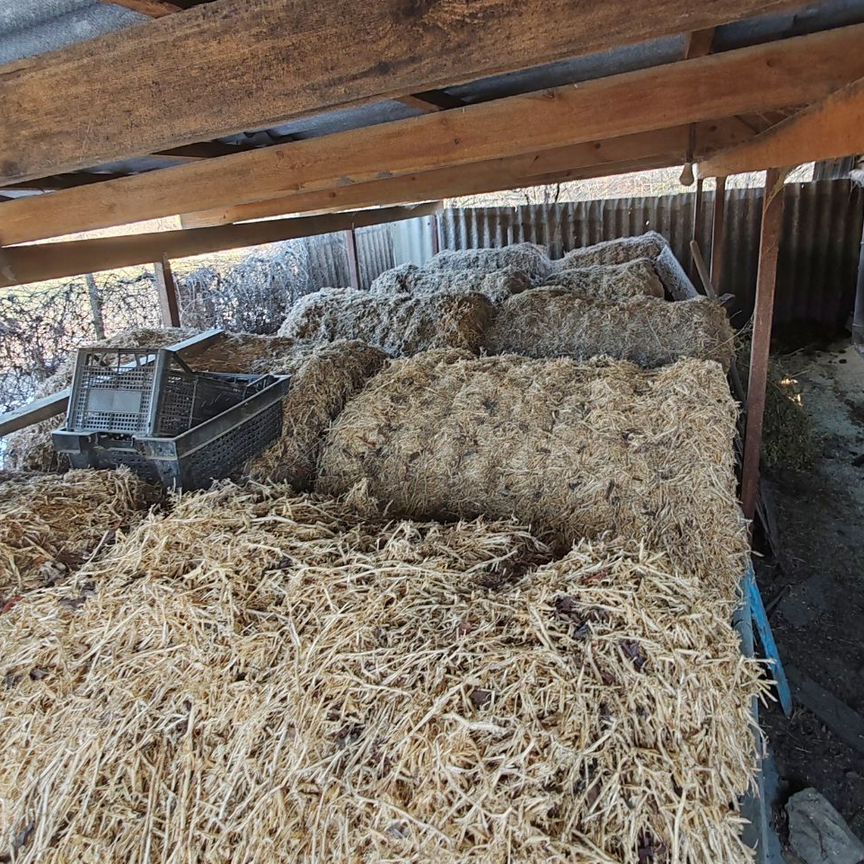 Солома гороховая