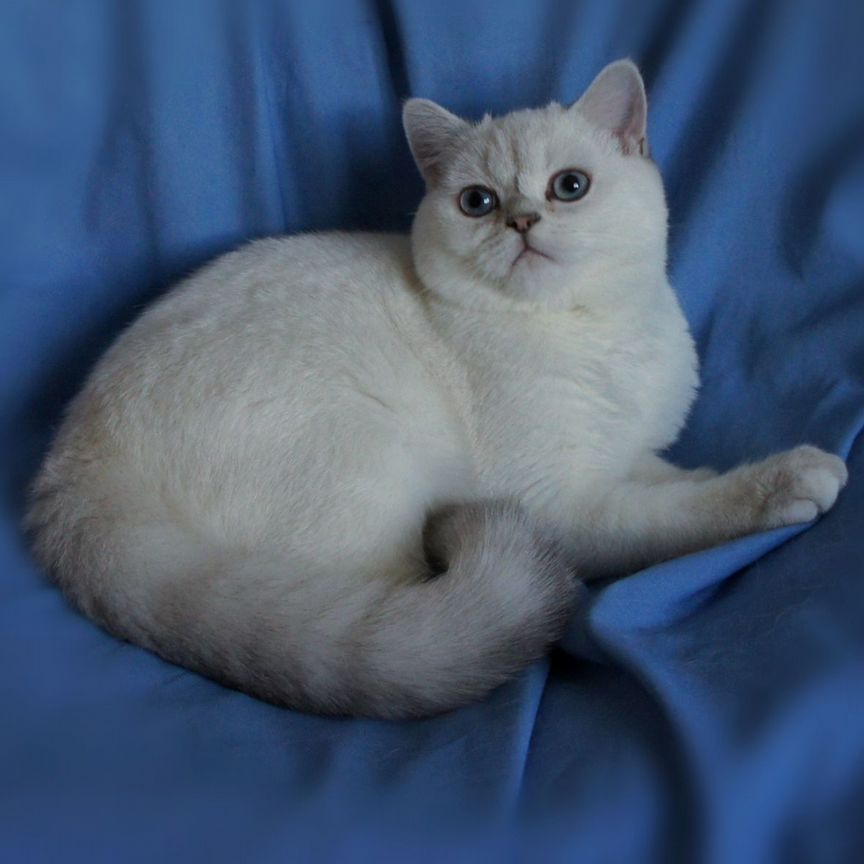 Британский короткошёрстный котёнок