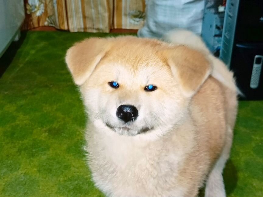 Акита щенки