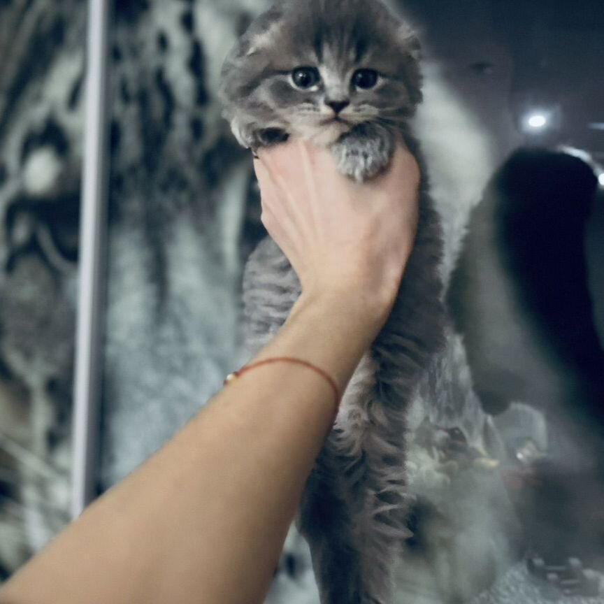 Шотландский вислоухий короткошёрстный котёнок