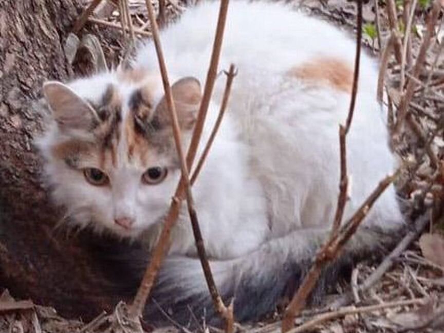 Красивая пушистая белая кошка ищет дом