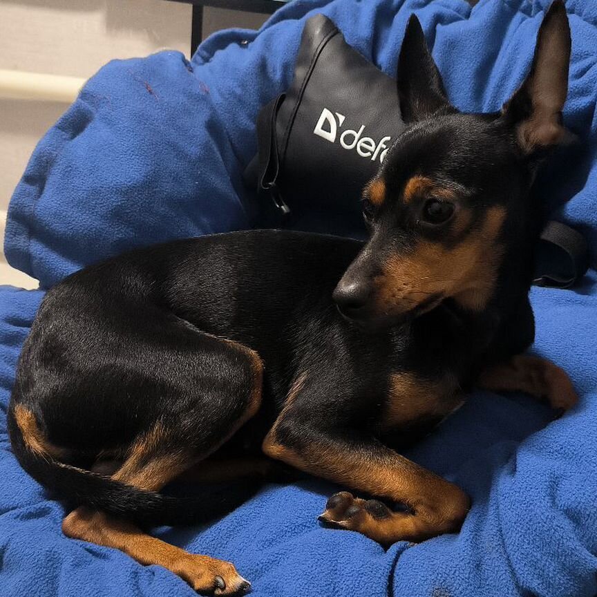 Русский той-терьер, щенок