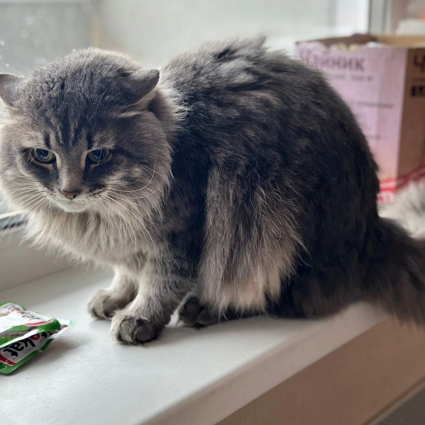 Отдам кота в добрые руки