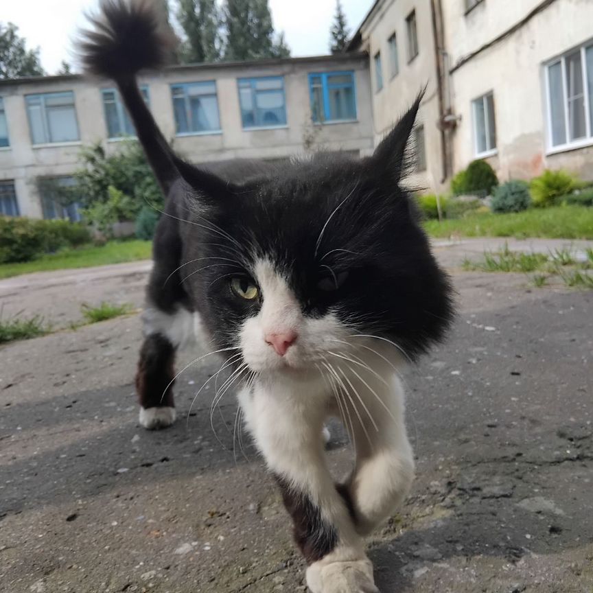 Котопес (кот)