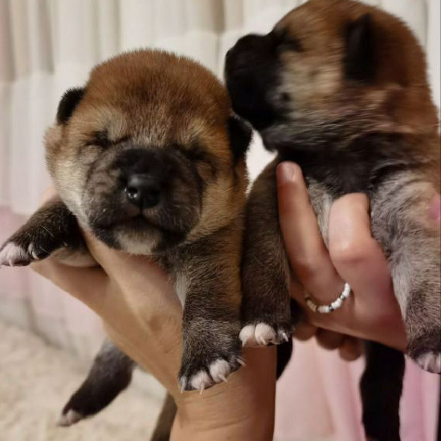 Сиба-ину, щенок