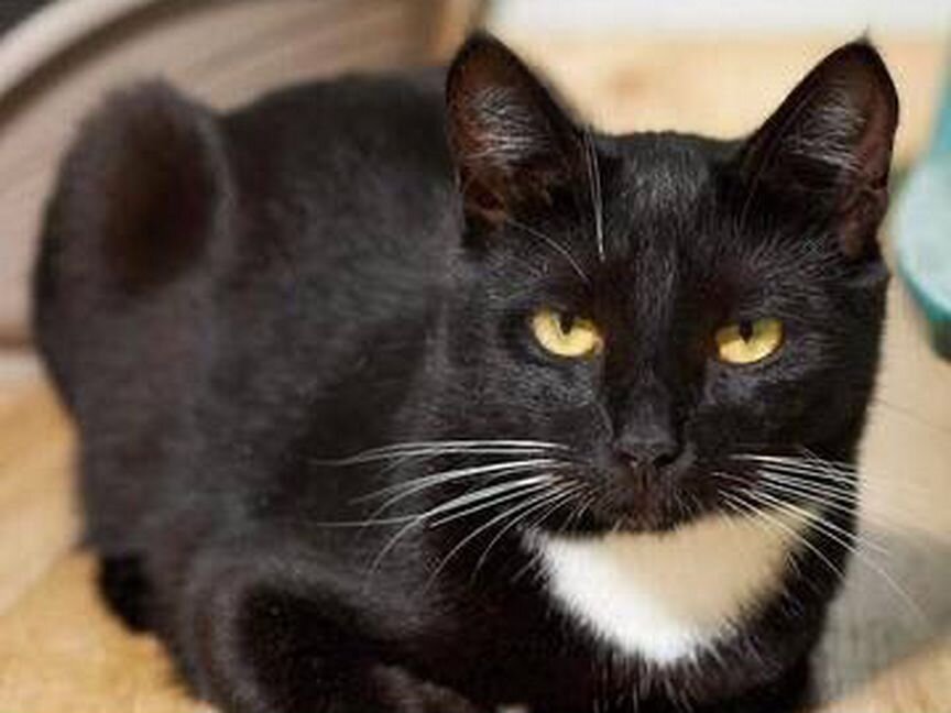 Красивый котик Томас в поиске дома