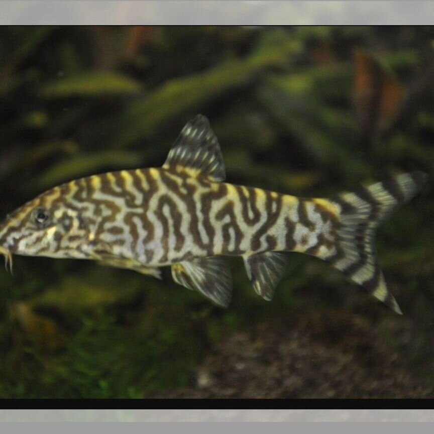 Боция мраморная