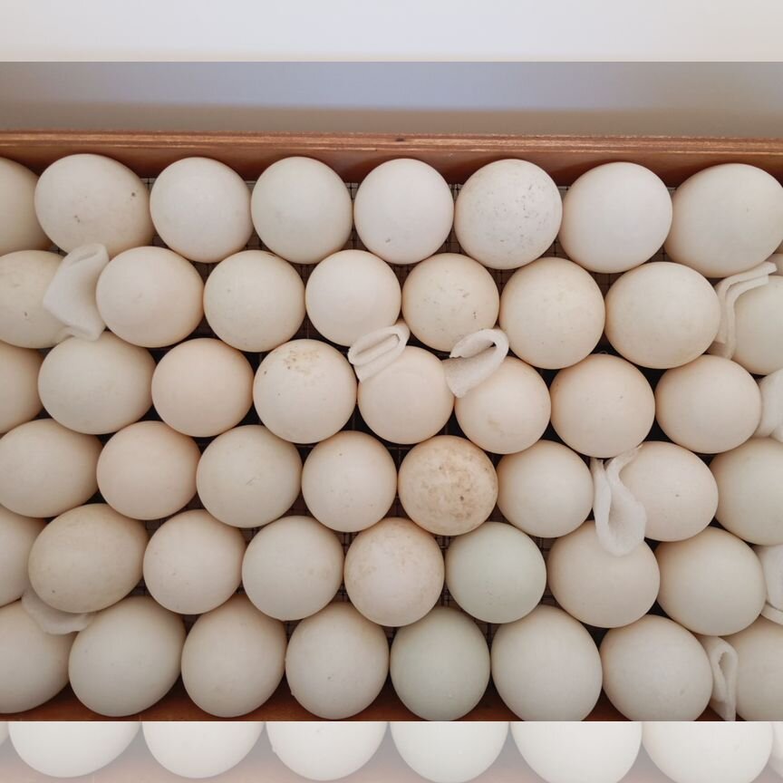 Утка-Агидель