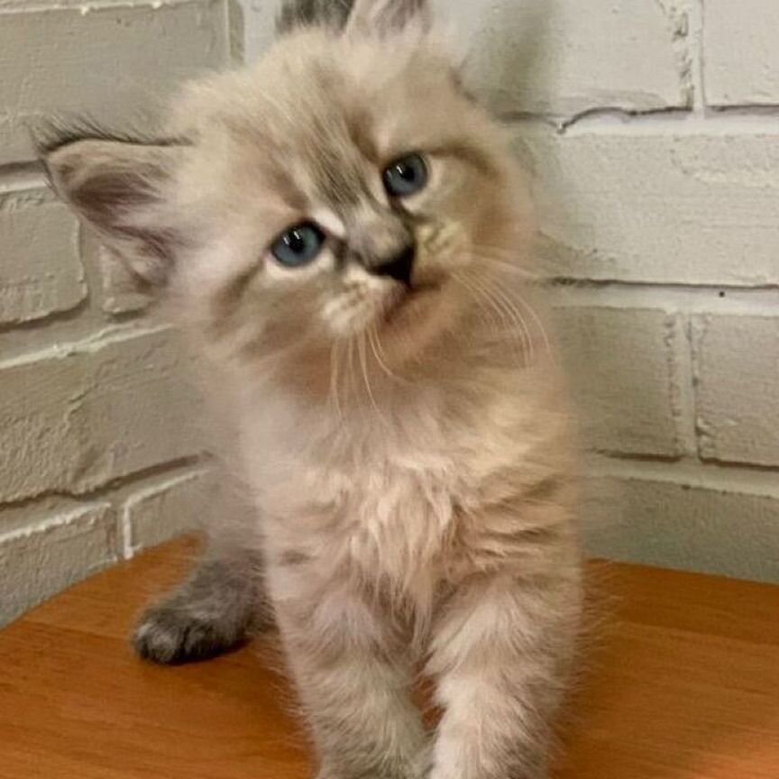 Невский маскарадный котенок питомник