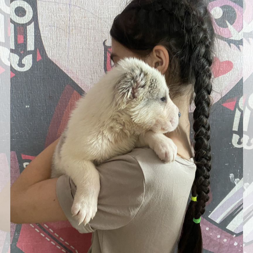 Среднеазиатская овчарка, щенок