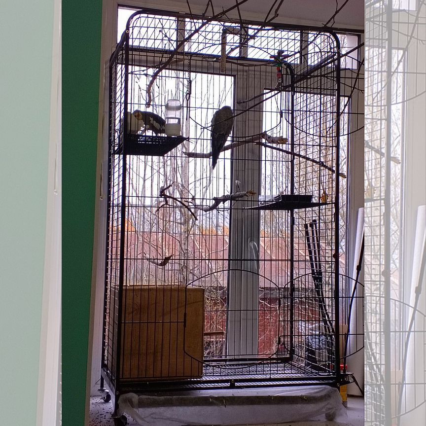 Попугаи корелла с клеткой