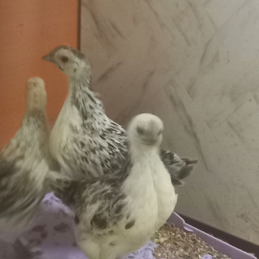 Циплята лакеданзи