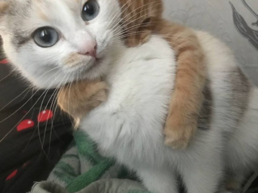 Кошка