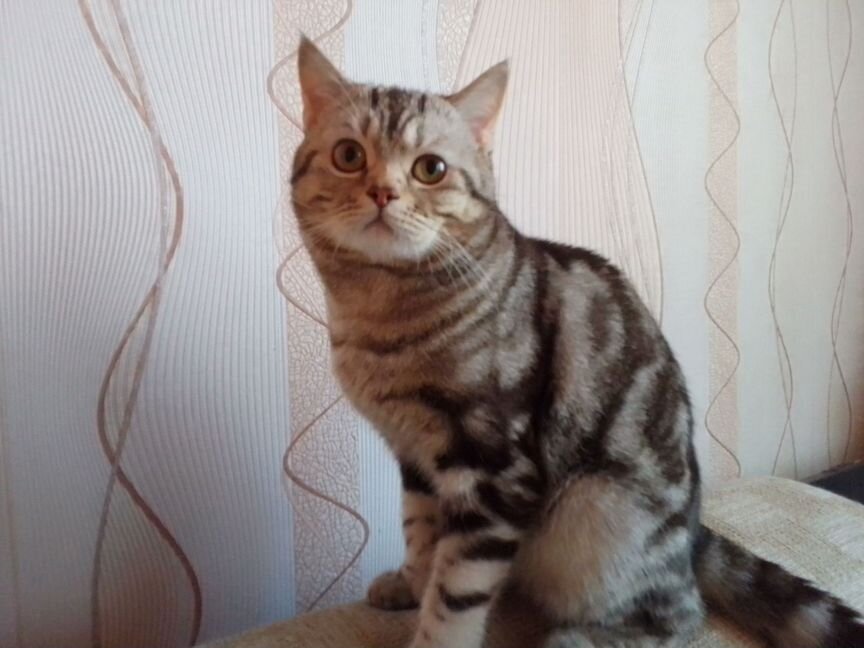 Кот ищет кошку для вязки