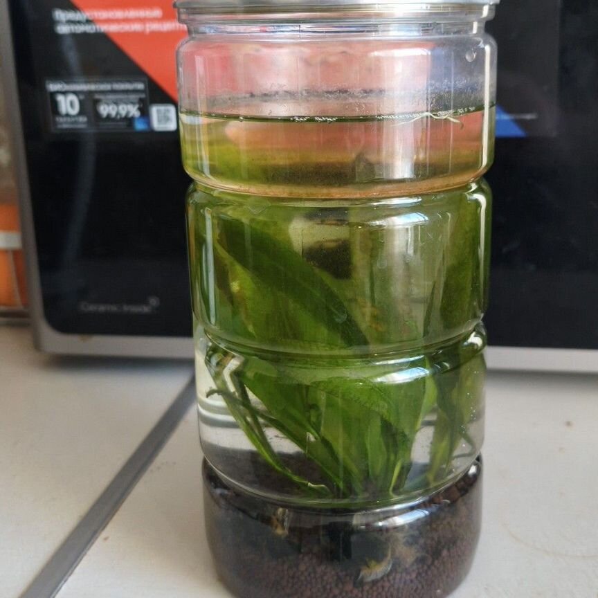 Отдам улиток и папоротник