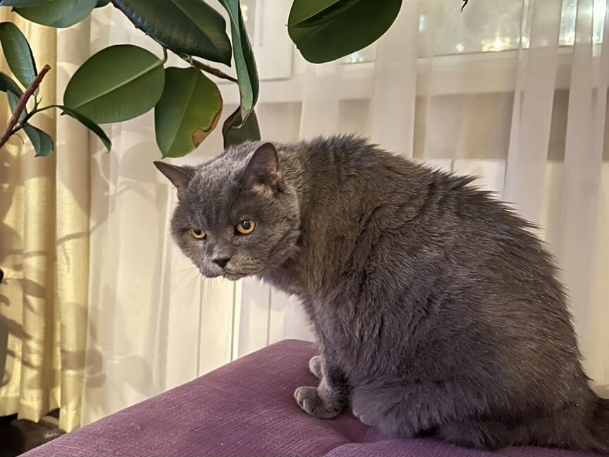 Кот