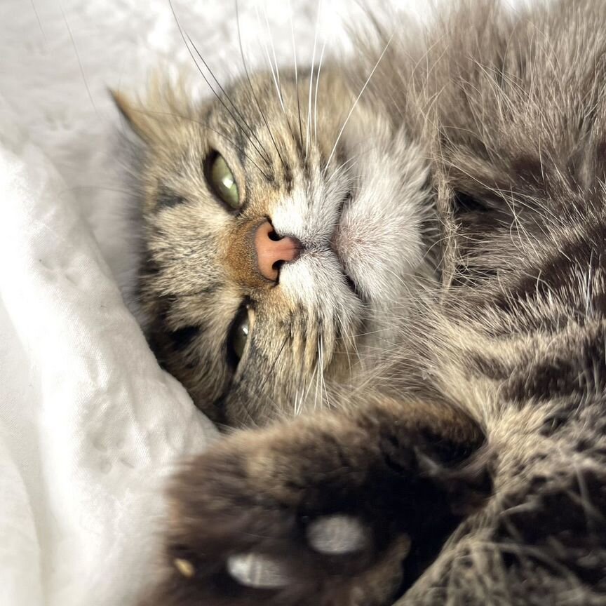 Котик в поиске дома