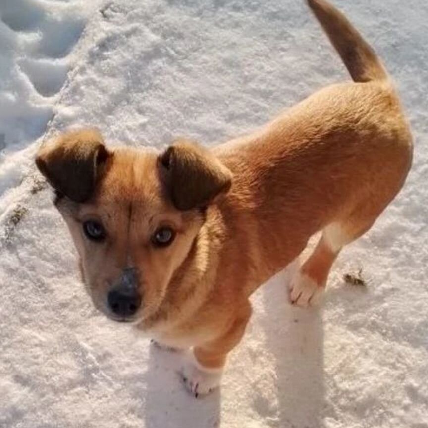 Щенок в добрые руки