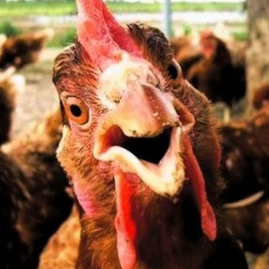 Куры несушки