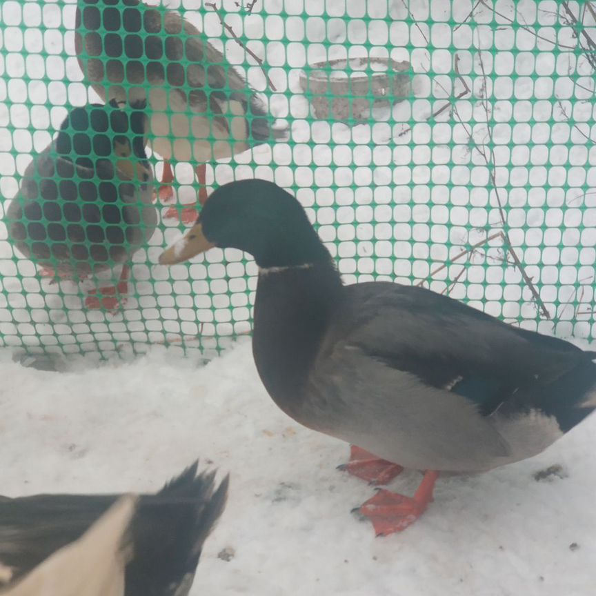 Селезень дикой утки