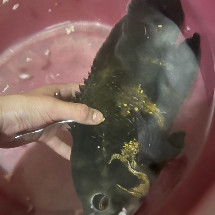 Рыба Глазчатый астронотус