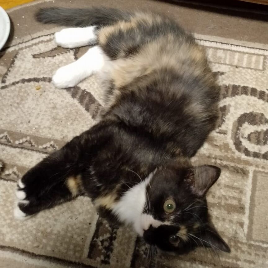Котенок в добрые руки