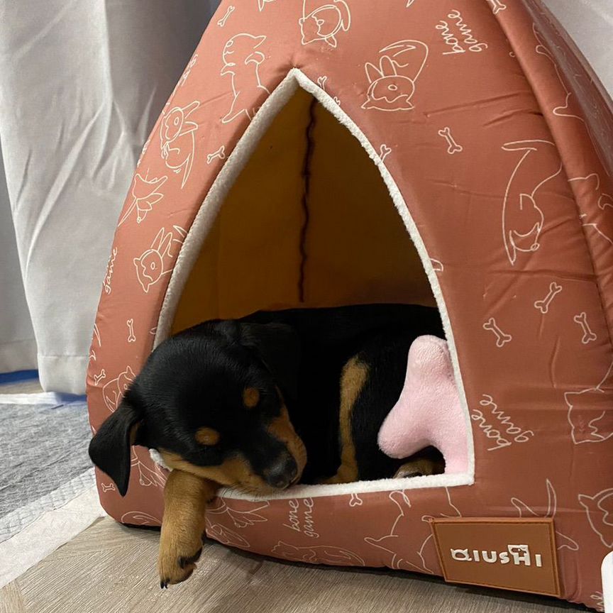 Цвенгпинчер