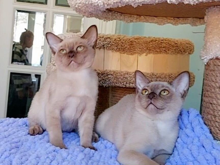 Красивые, бурманские леди