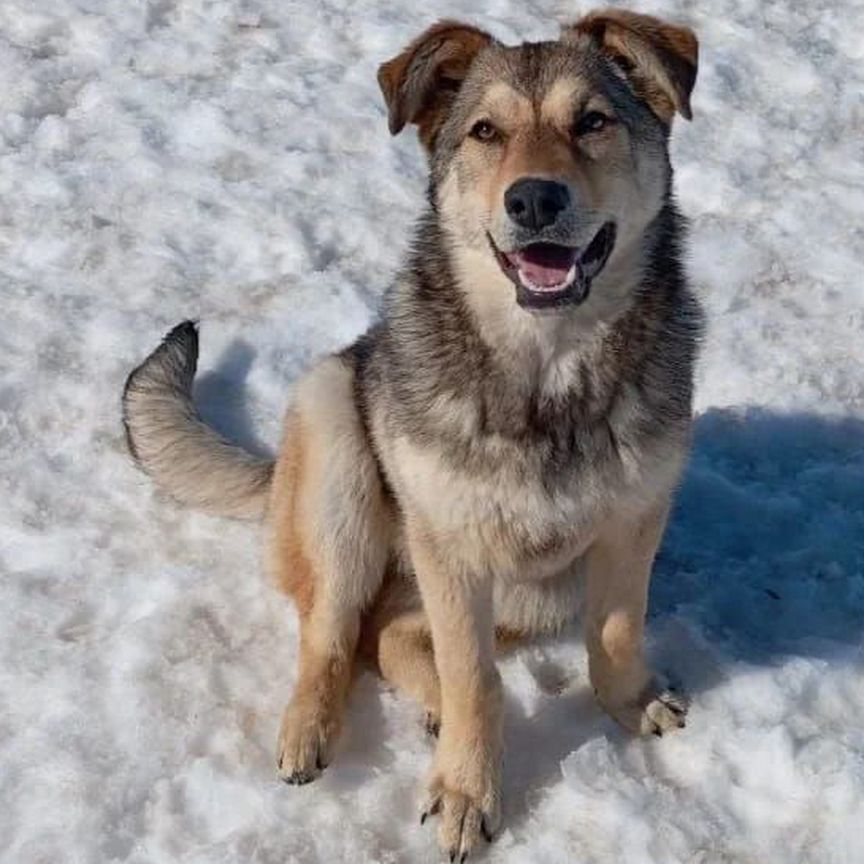 Собака в добрые руки отдам бесплатно