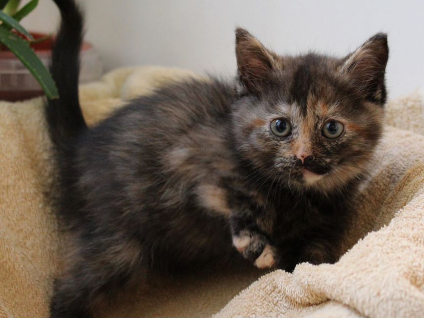 Котенок девочка ищет дом