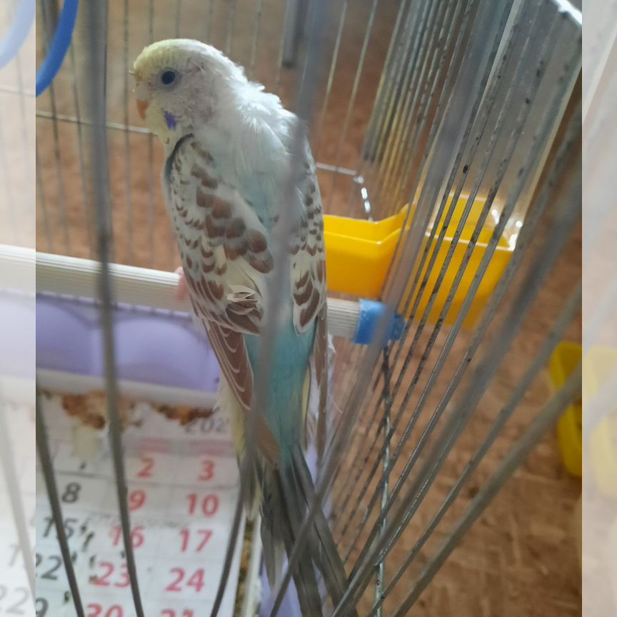 Волнистый попугай