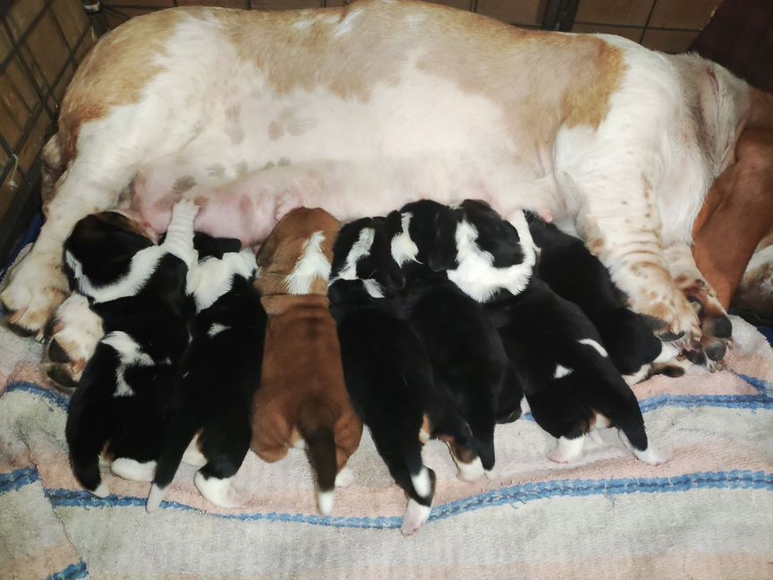 Бассет-хаунд яркие щенки